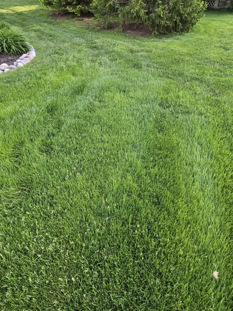 Top-rated Slit Seeding | Livonia, Plymouth & Canton, MI