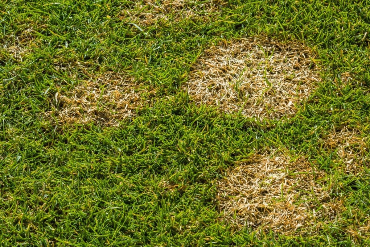 Understanding Dormant Grass: How Your Lawn Survives Michigan Winters ...